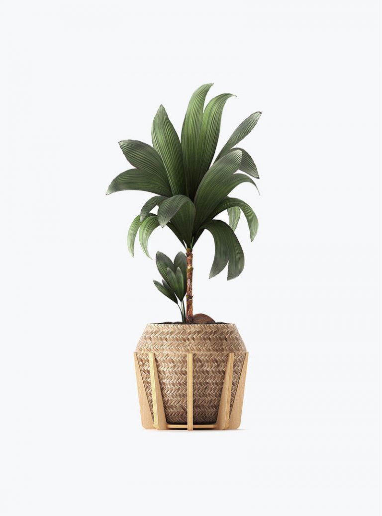 Felix Alexander – Felix Alexander Collection
